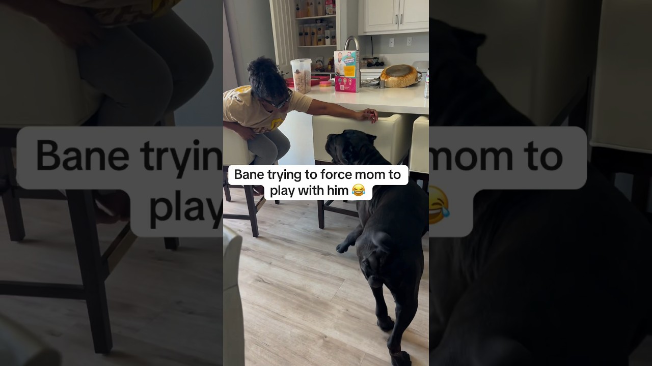 Mom wishes she had cameras to catch all the chaos with her dog