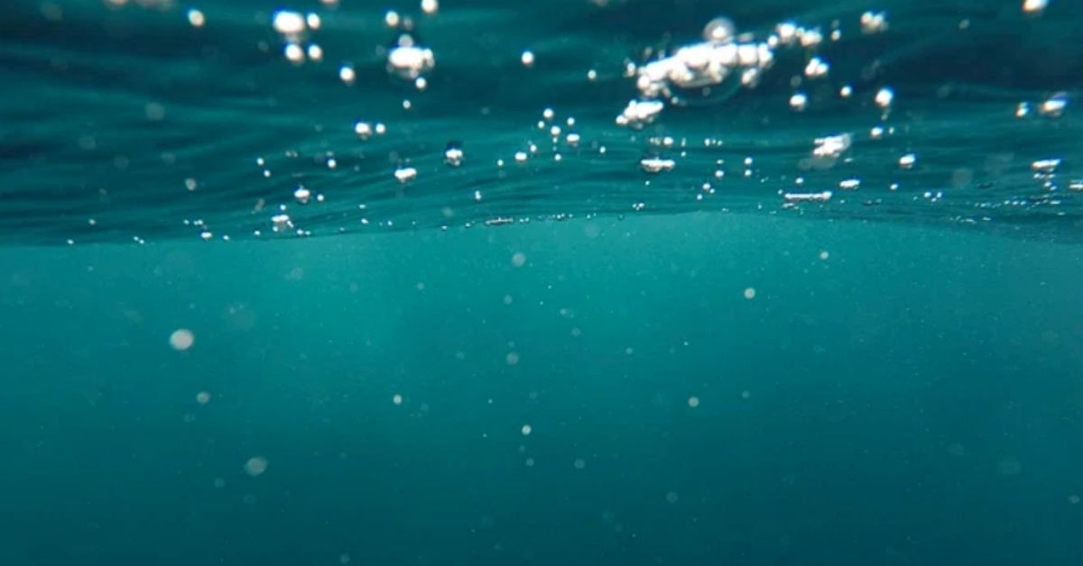 A deep-sea discovery called 'Chonkus' could be our best bet against ...