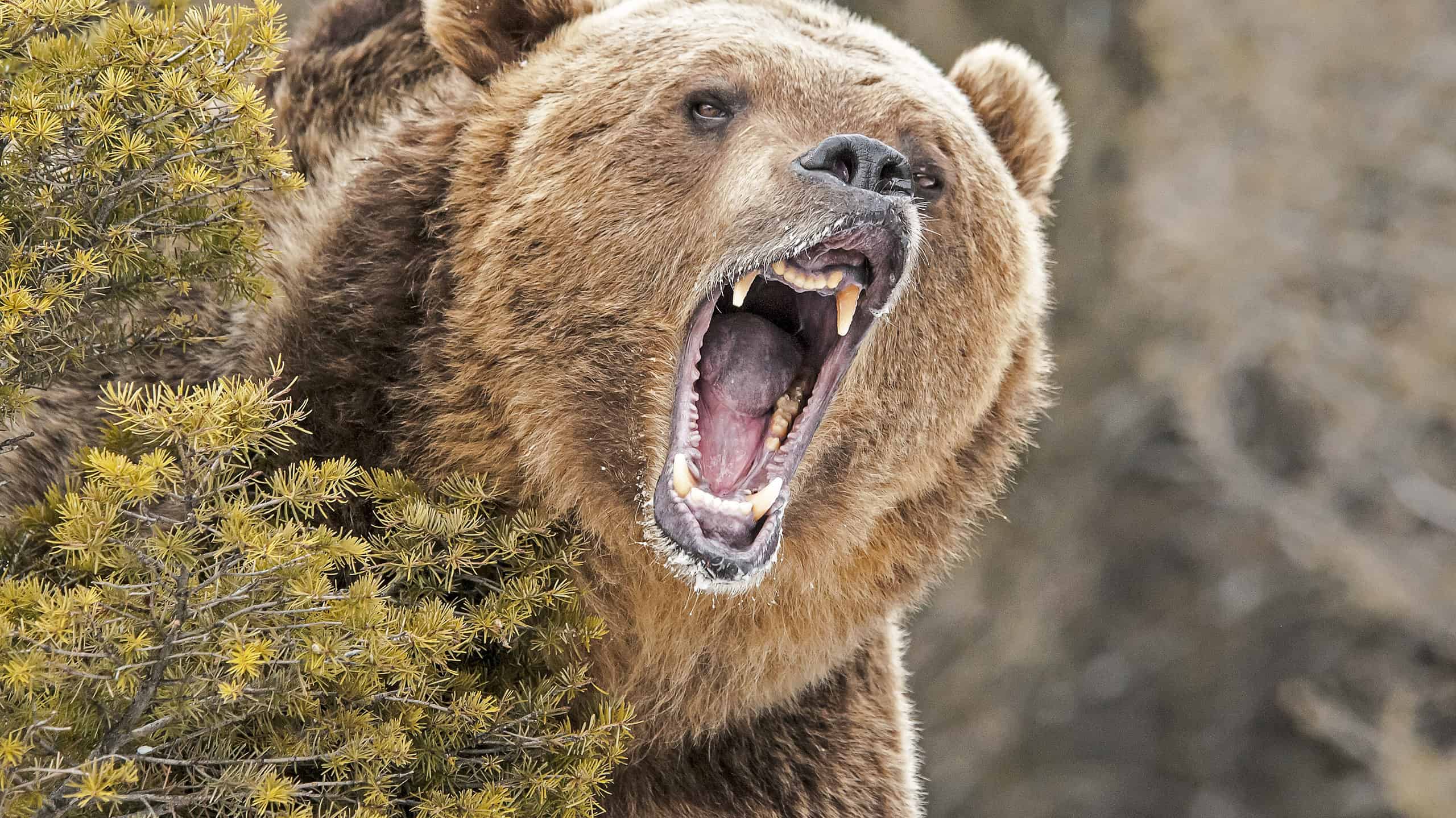 How You Stay Safe Around Grizzlies (Aside from Not Being Around Them)