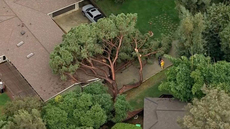 60-foot pine tree collapses onto home in La Habra Heights