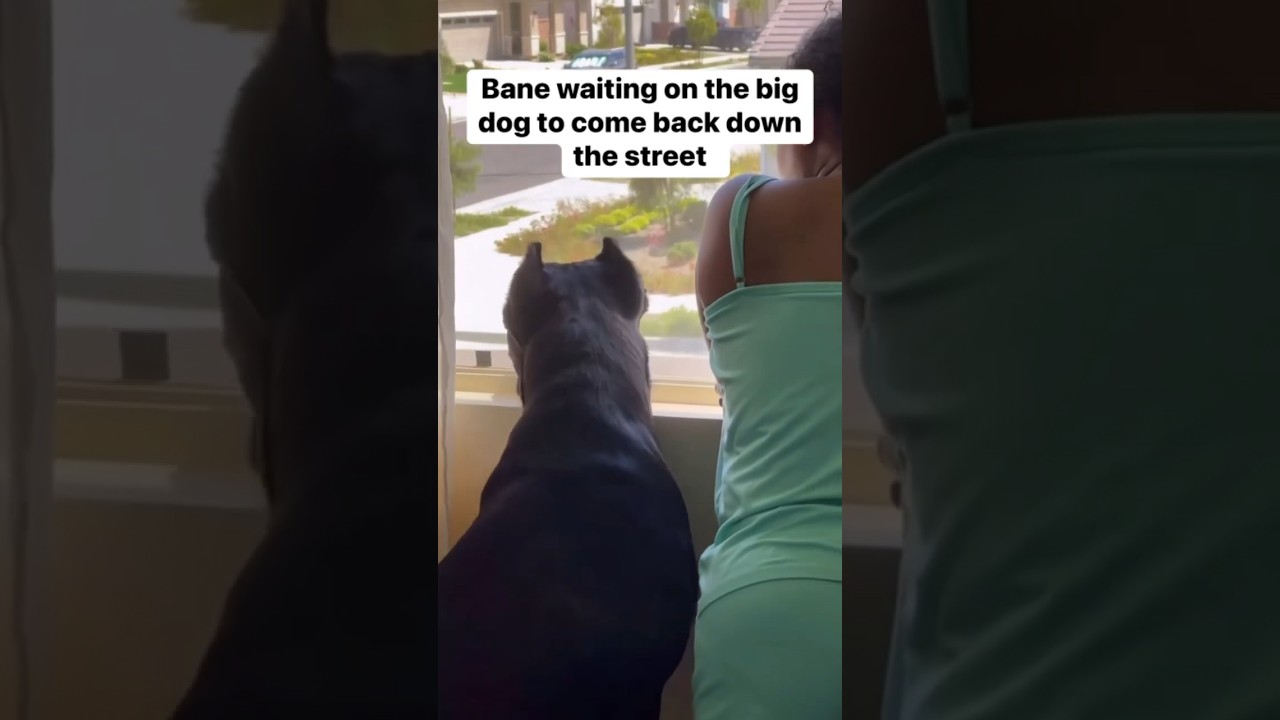 Dog proudly claims his role as the neighborhood watch captain