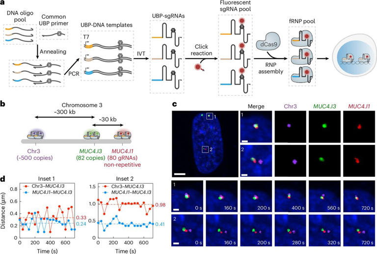 Scientists develop CRISPR PRO-liveFISH for live-cell genome imaging