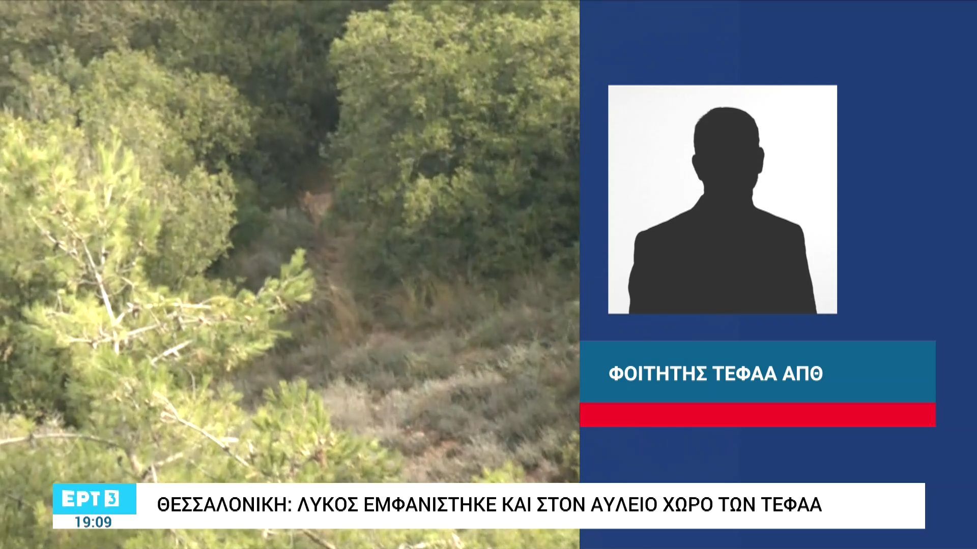 Θεσσαλονίκη: Λύκος εμφανίστηκε και στον αύλειο χώρο του ΤΕΦΑΑ
