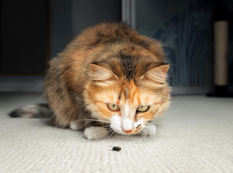 Your cats are killers – and scientists have the proof