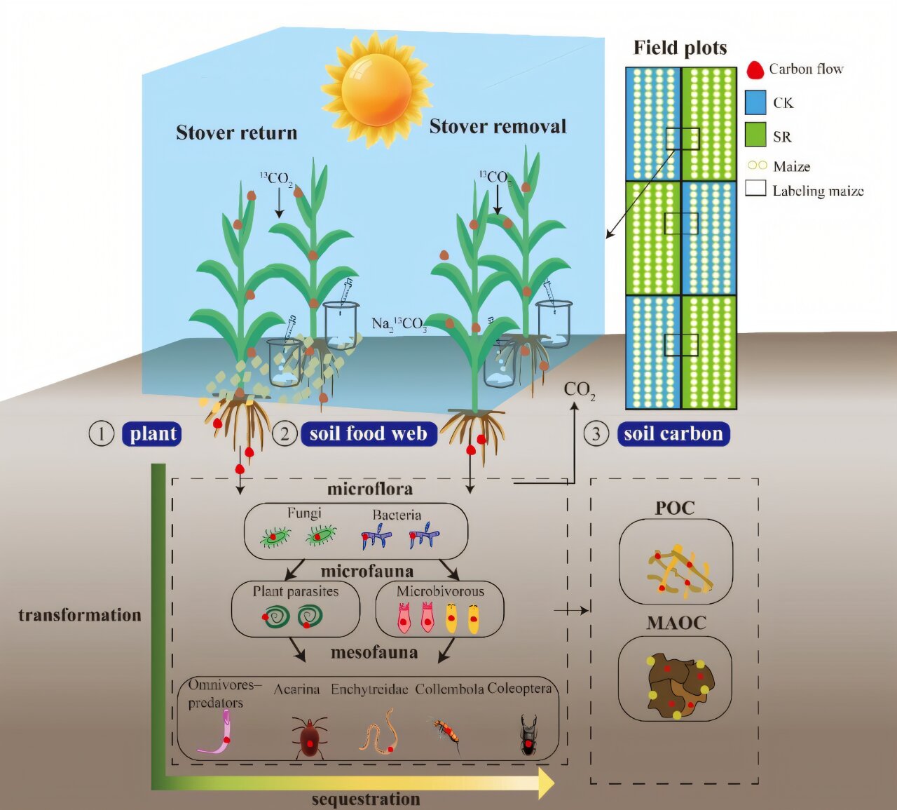 Soil food webs boost carbon retention in farmlands, finds study