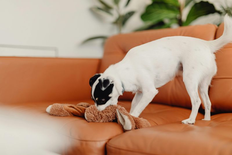 10 Signs Your Dog May Be Suffering From Anxiety Related Illness