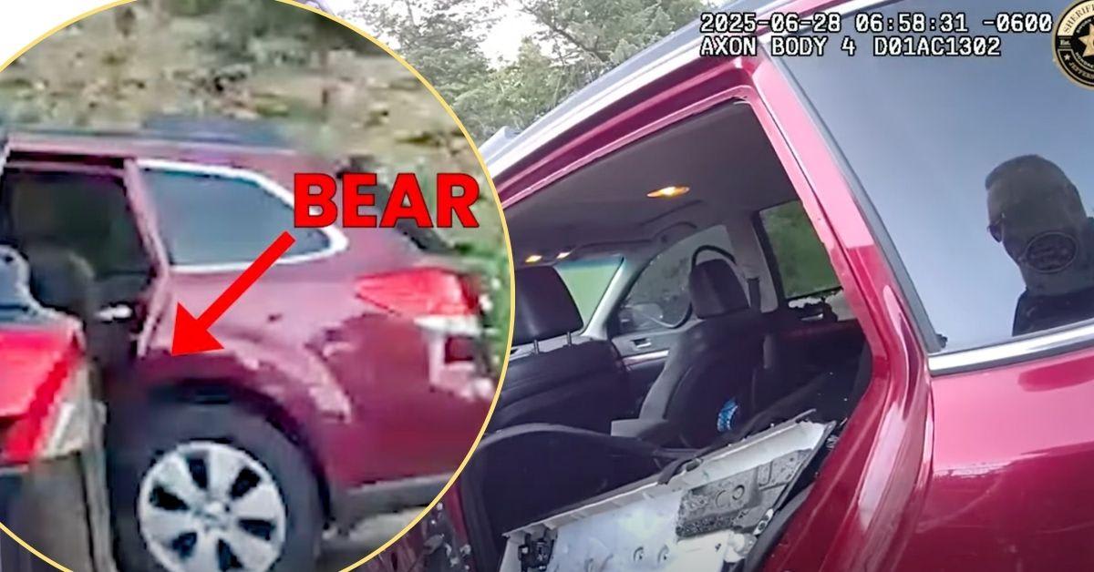 Bear Breaks Into Car, Destroys Interior Before Police Let It Out