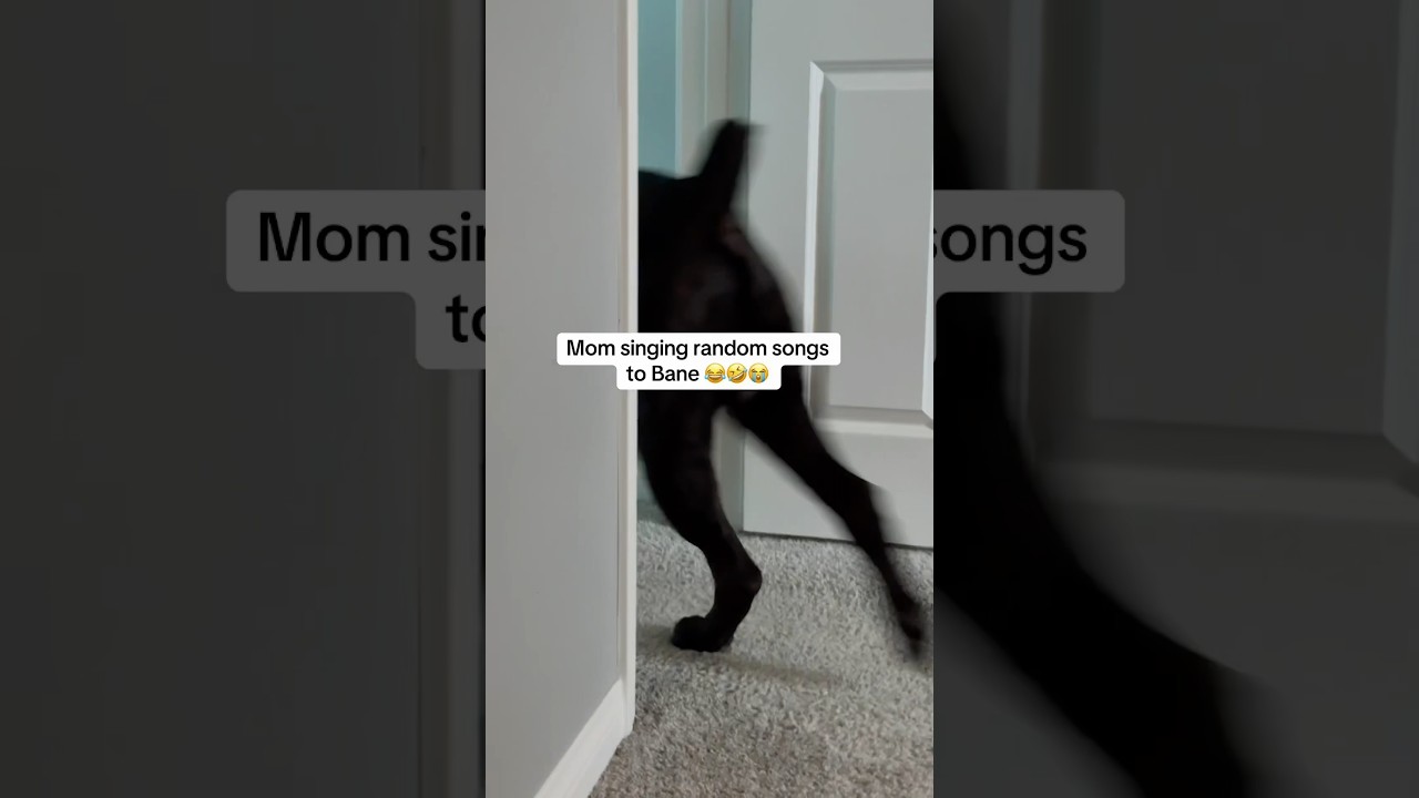 Funny dog cannot understand mom singing at all