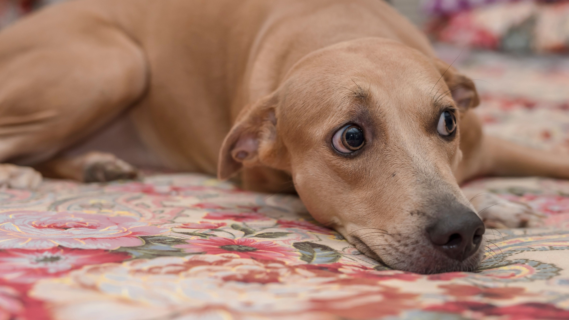 10 Signs Your Dog May Be Suffering From Anxiety Related Illness