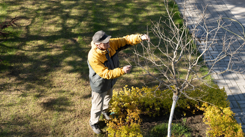 The Invasive Tick You Need To Watch Out For In Your Own Yard