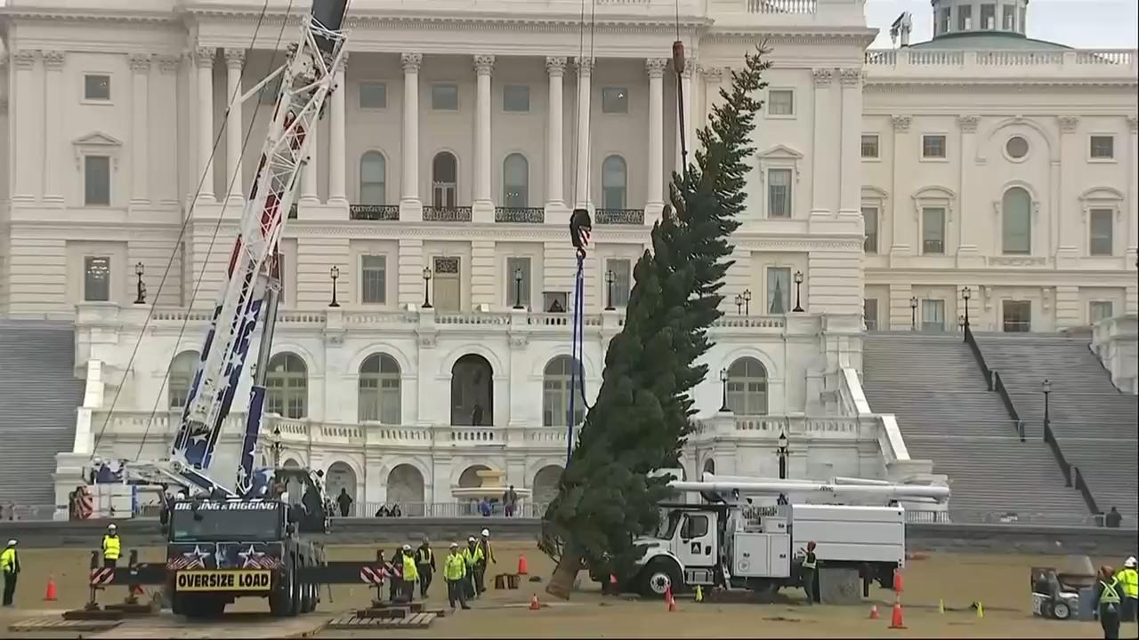 US Capitol's Christmas tree arrives from Nevada's Humboldt-Toiyabe Forest