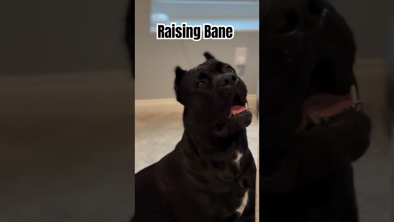We love you, doggy boy, star of the house