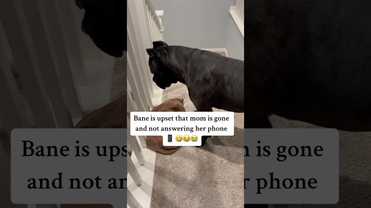 Big dog stages epic tantrum when mom leaves the house
