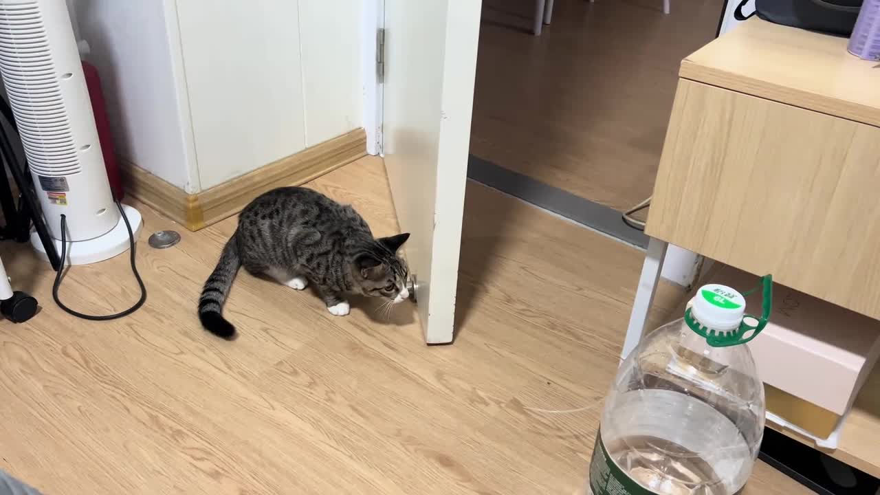 Cat ambushes owner near door in Guangdong, China