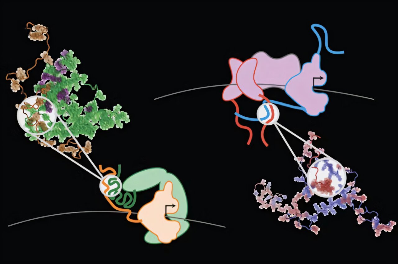 Understanding intrinsically disordered protein regions and their roles ...