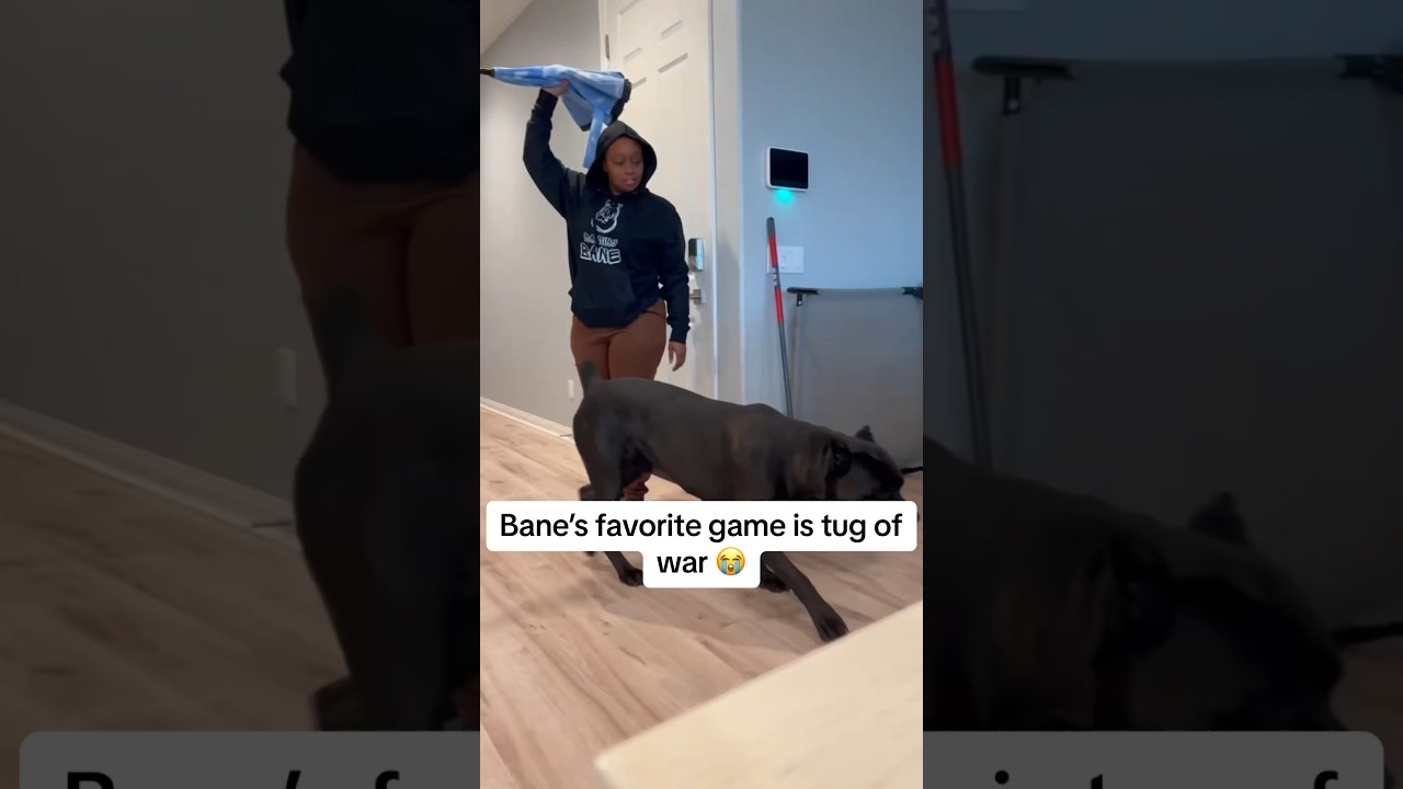 Our dog can’t get enough of playing tug of war