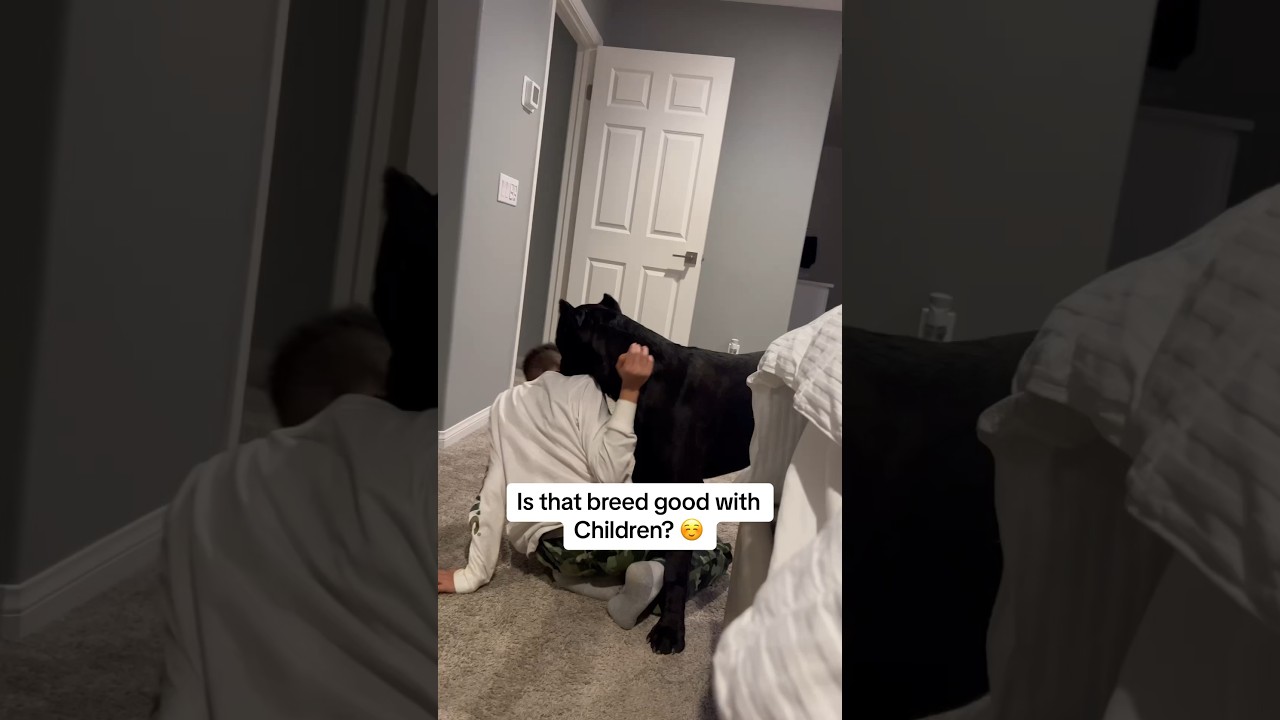 Dog hugs his twin god siblings in the sweetest greeting ever