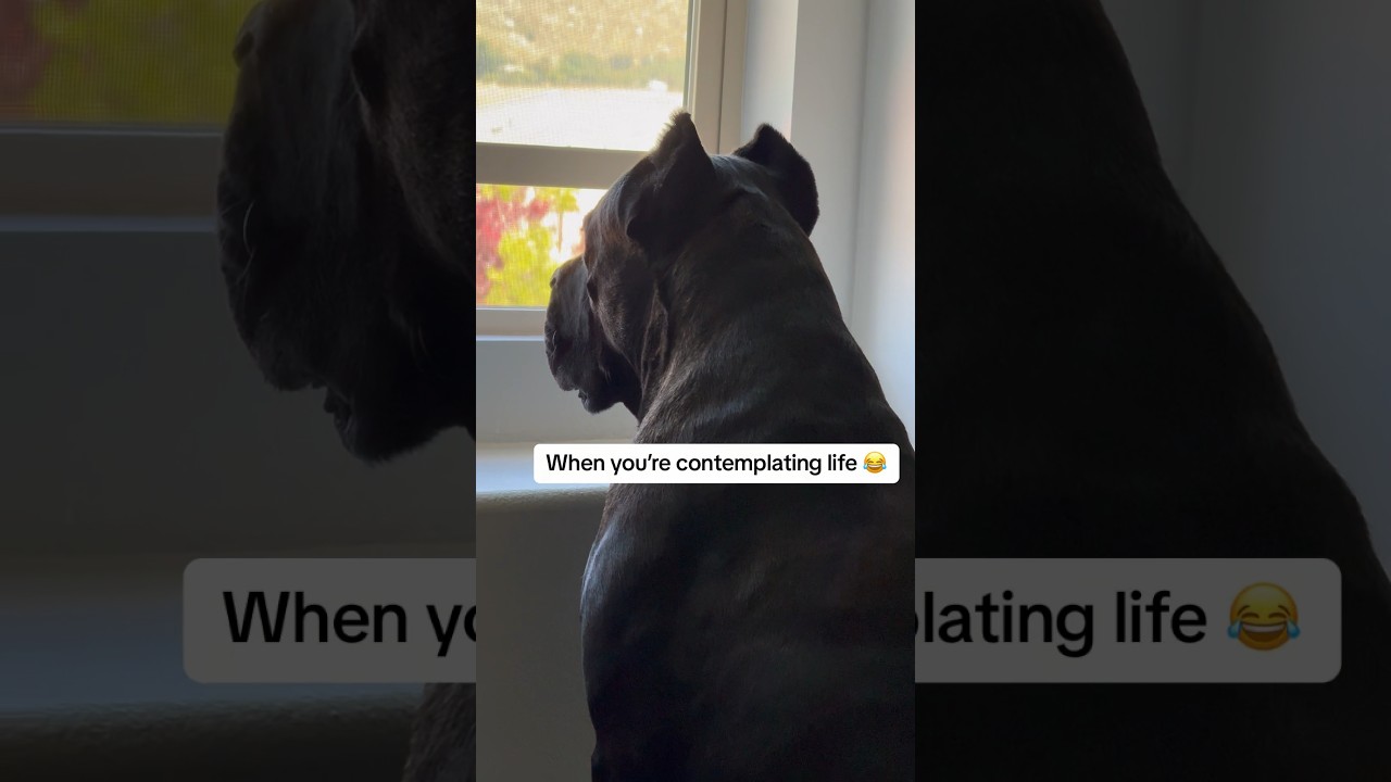 Dog demands alone time and refuses to budge