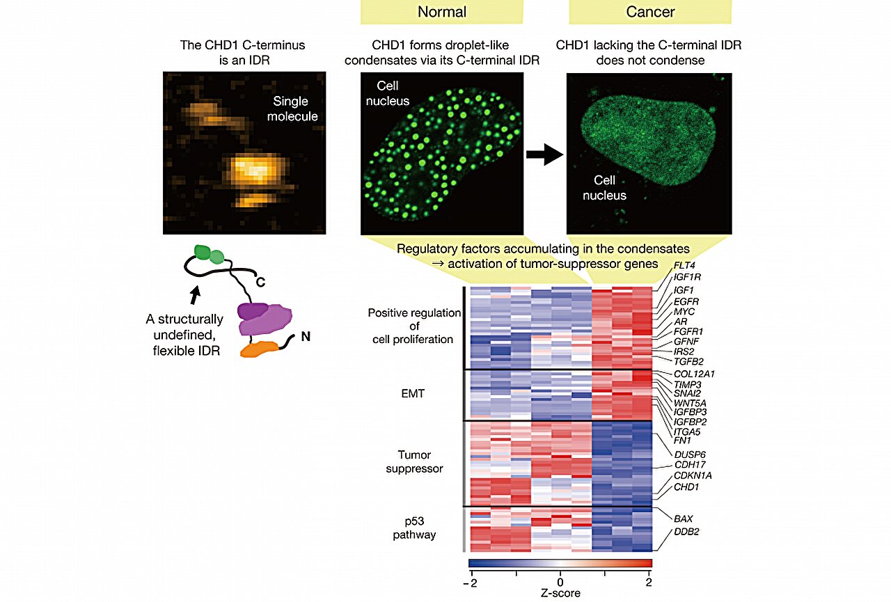 Protein droplets in the nucleus guard against cancer, researchers discover