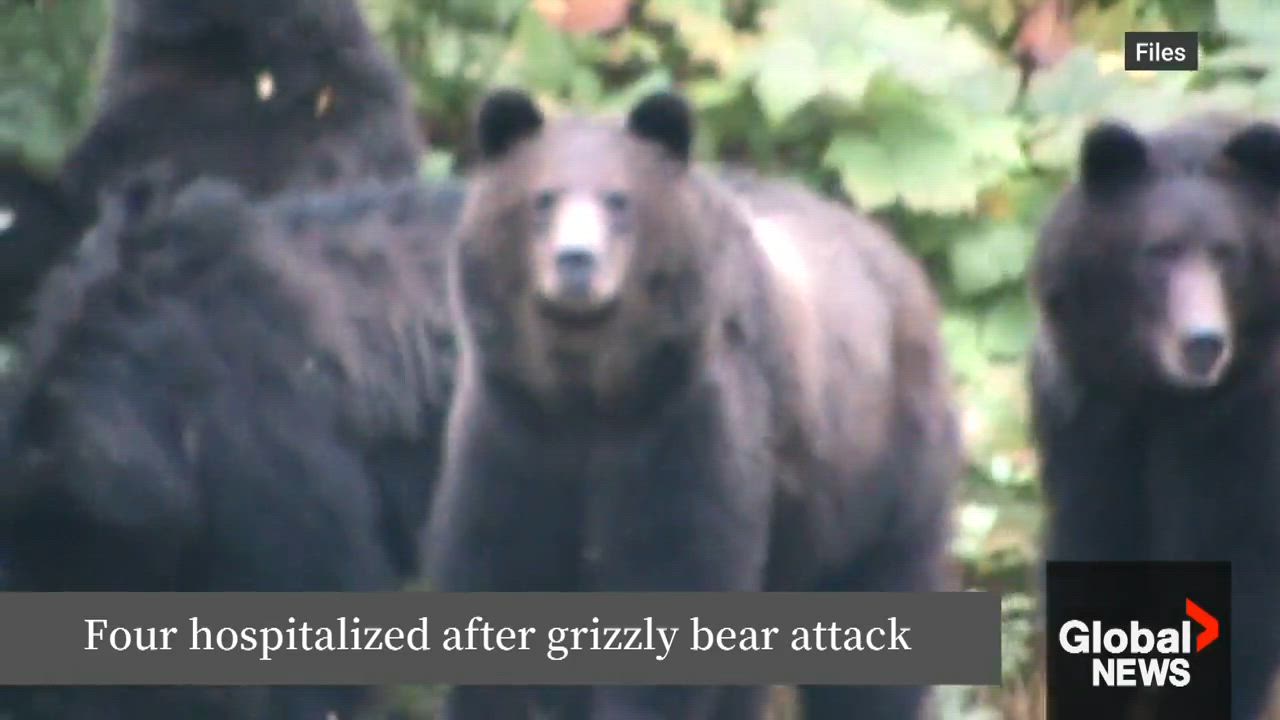 Grizzly bear attack near Bella Coola