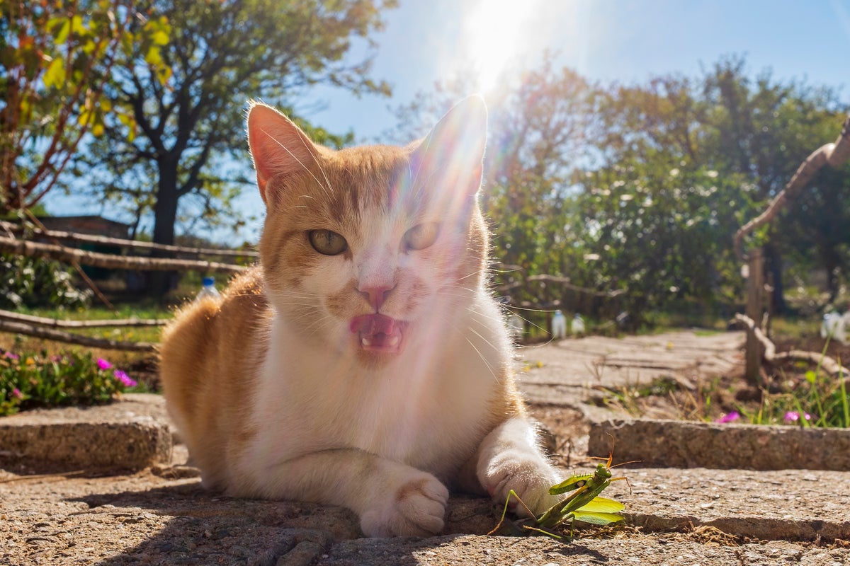 Your cats are killers – and scientists have the proof