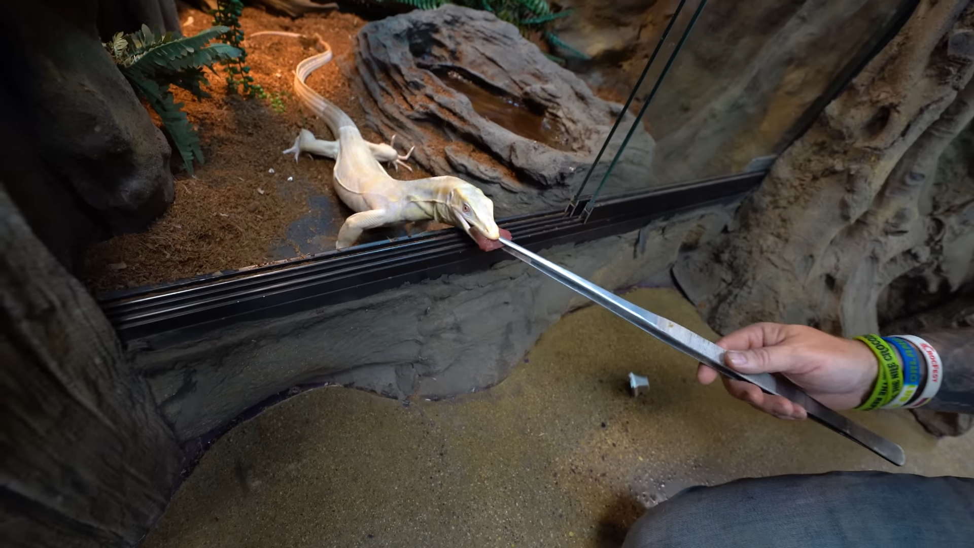Snake Hatchery Secrets: How 1000 Eggs Reveal Nature’s Hidden Engineering