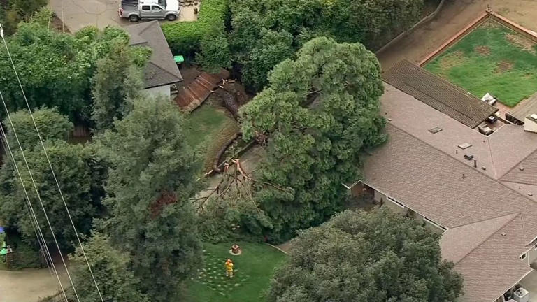 60-foot pine tree collapses onto home in La Habra Heights