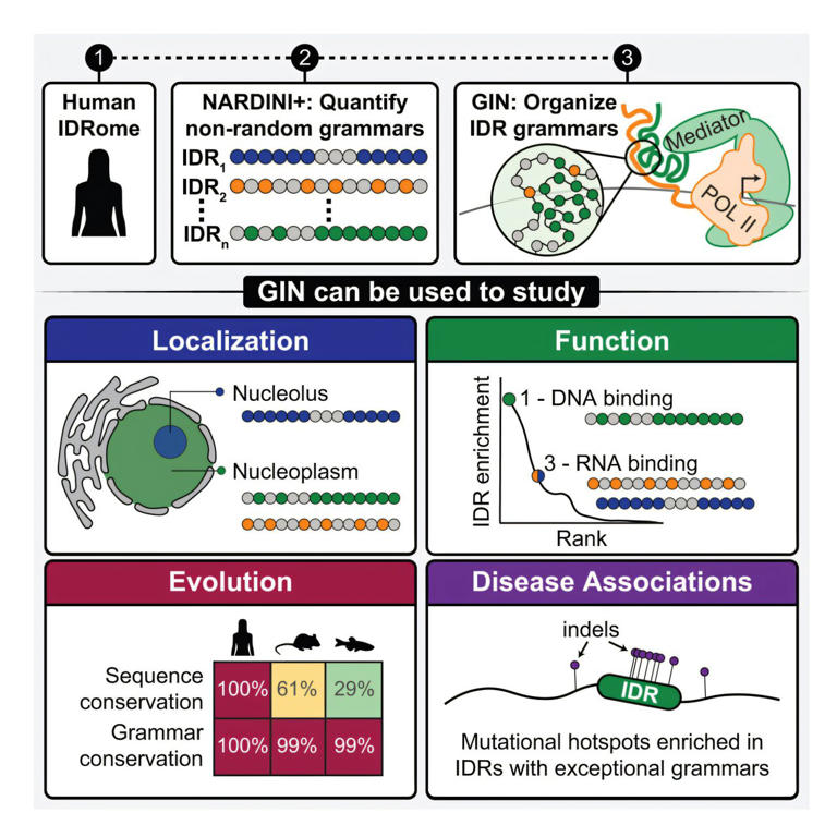 Understanding intrinsically disordered protein regions and their roles ...