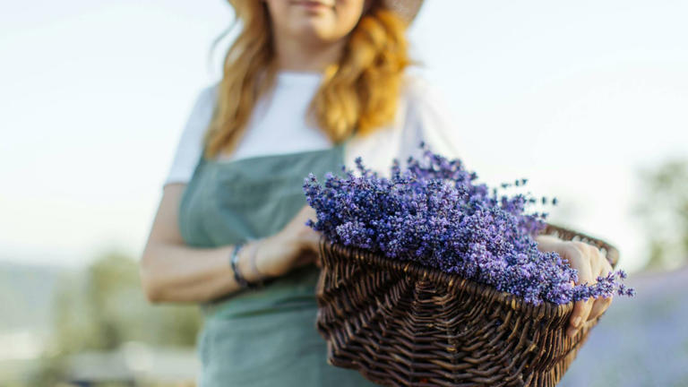 Cinco consejos para que tu lavanda en maceta florezca más y perfume ...