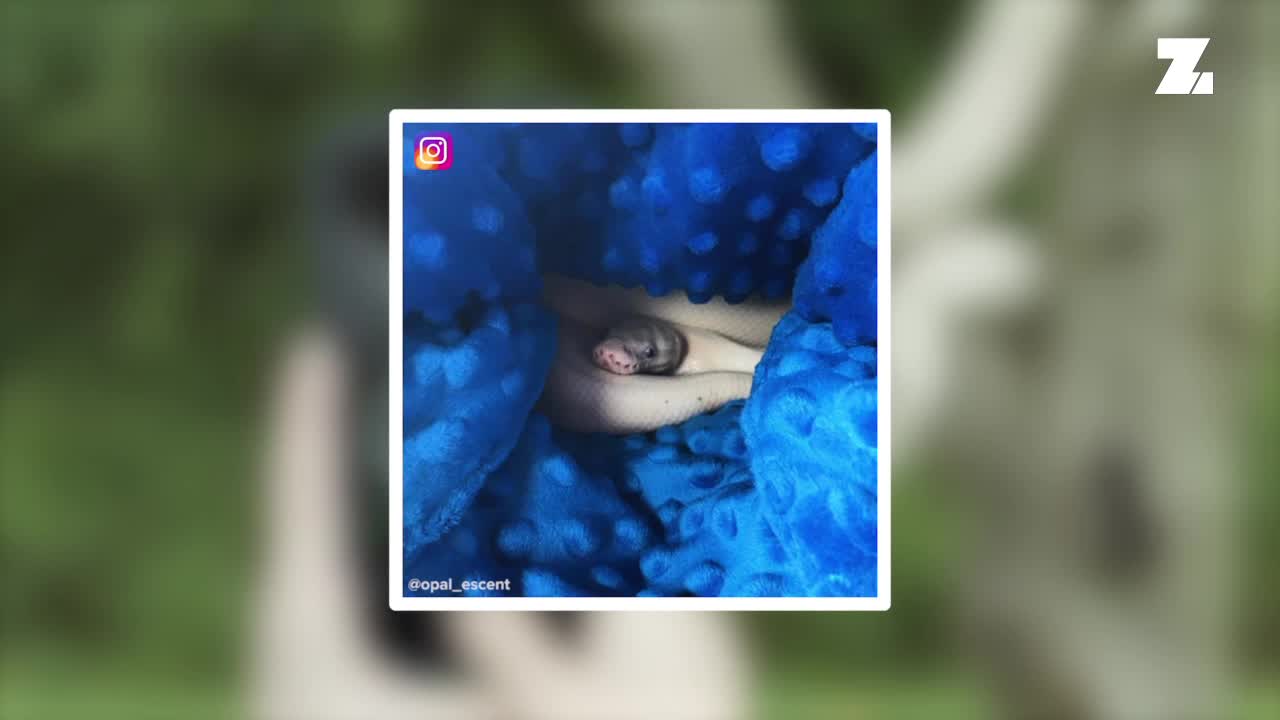 Pet Celebridade: Conheça a cobra Opal