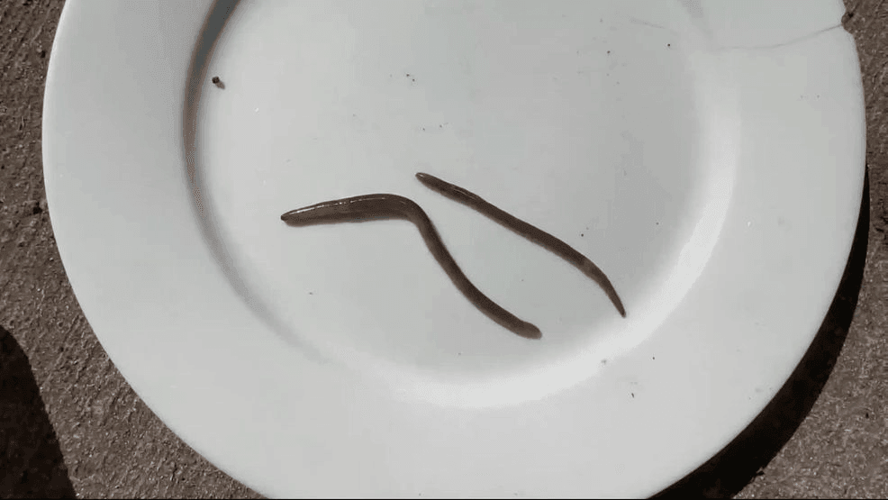 Invasive 'jumping worms' from Southeast Asia raise alarm across ...