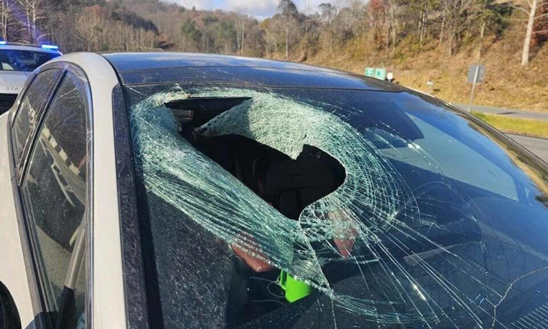 Bald eagle drops cat onto car on N.C. highway, prompting 911 response