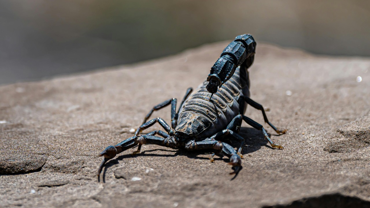 Scorpion venom shows striking results against breast cancer