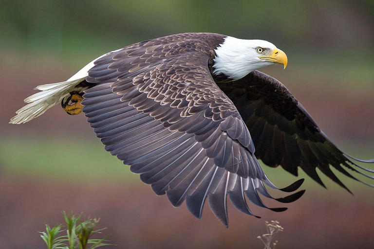 Bald Eagle Drops Cat Through Driver's Windshield in Shocking North ...