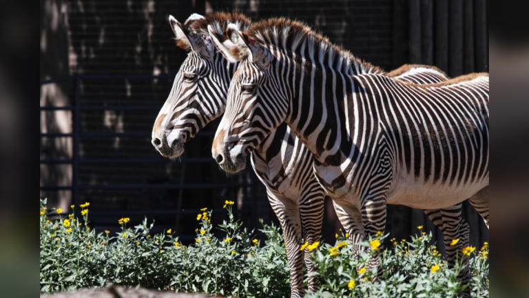 Ruby the Grevy’s zebra dies at Denver Zoo Conservation Alliance