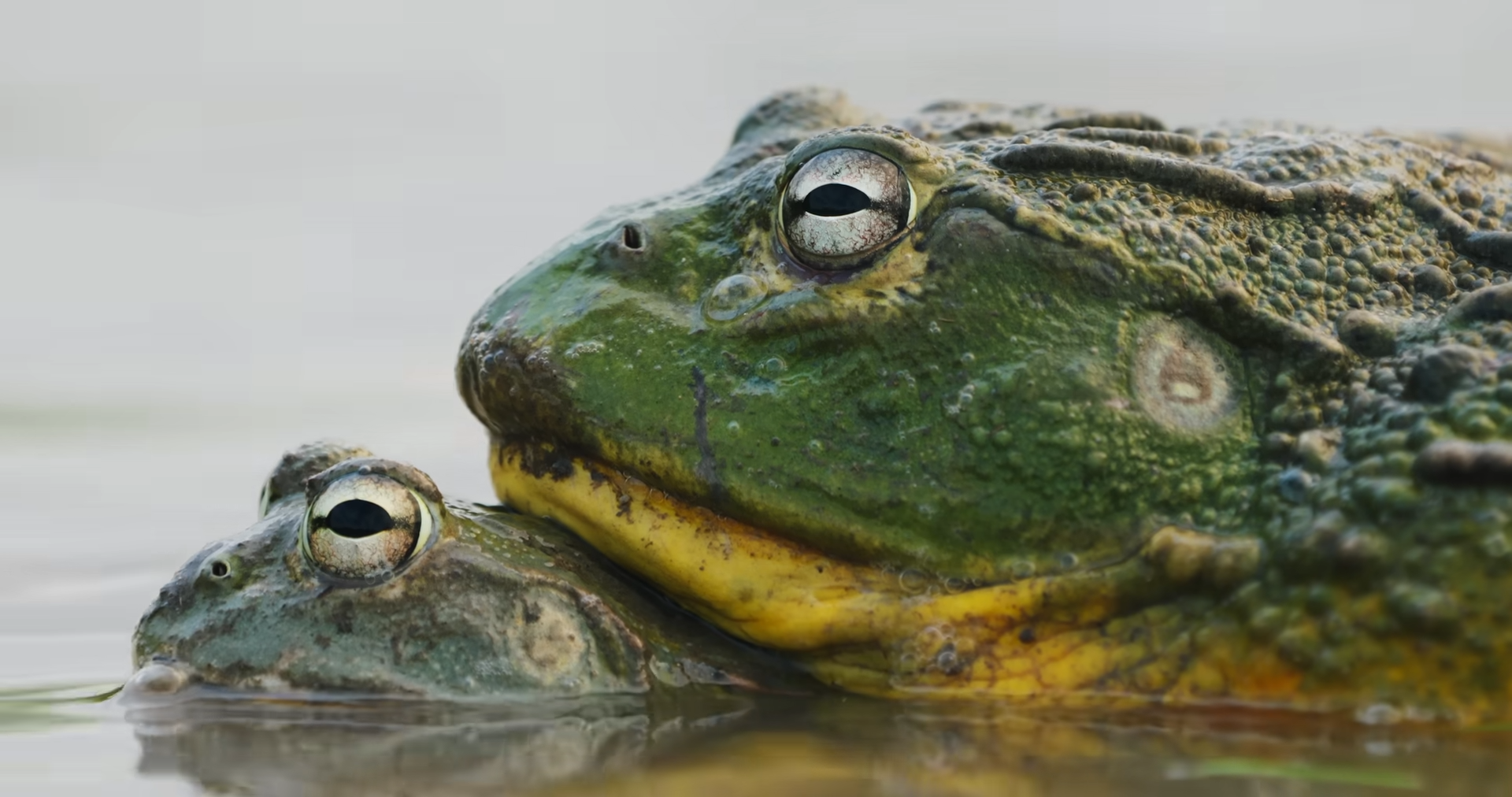 How Climate Change Is Creating New Animal Empires