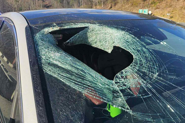Bald Eagle Drops Cat Through Driver's Windshield in Shocking North ...