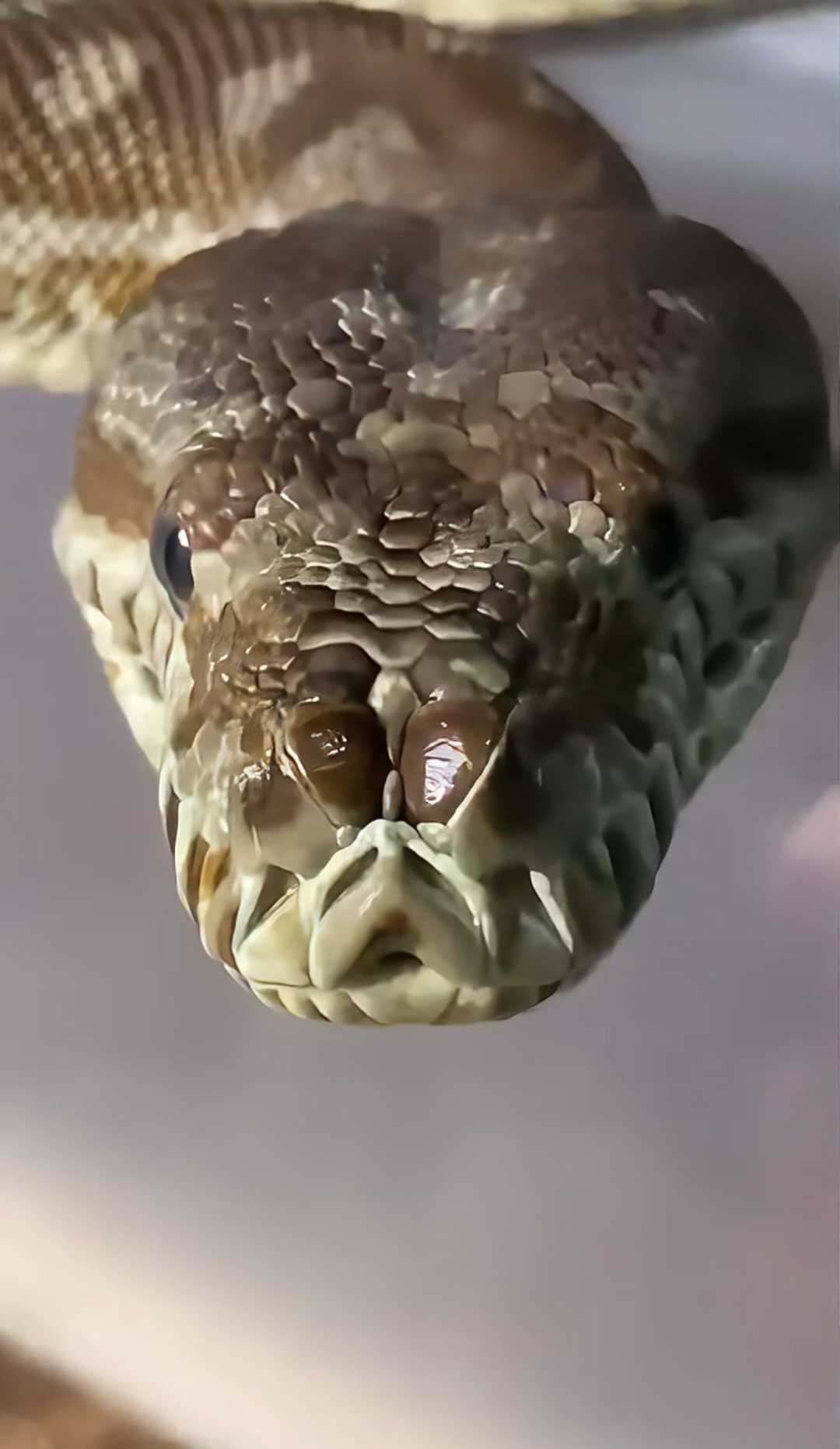 What are these snakes doing?
