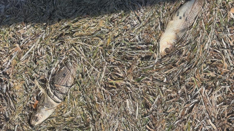 FWC says Gulf County’s red tide is an “anomaly”; expert explains the cause