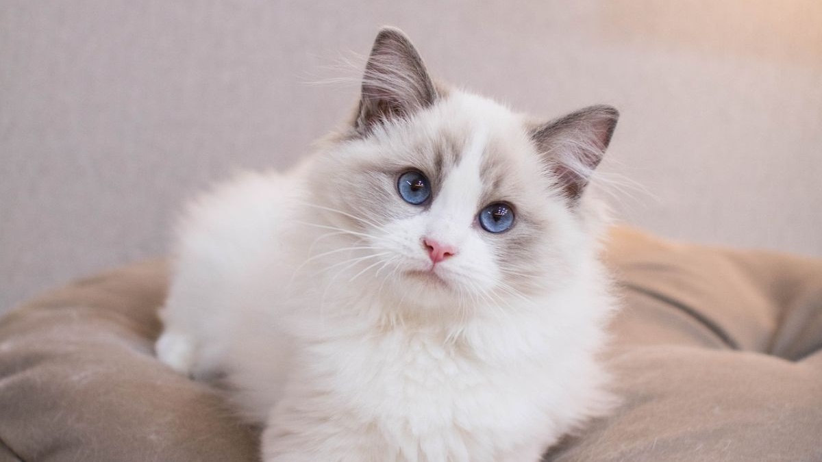 10 formas en que los gatos perciben tu tristeza antes de que digas una ...