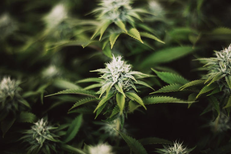 Millions in marijuana extracts found at illegal Sonoma County lab