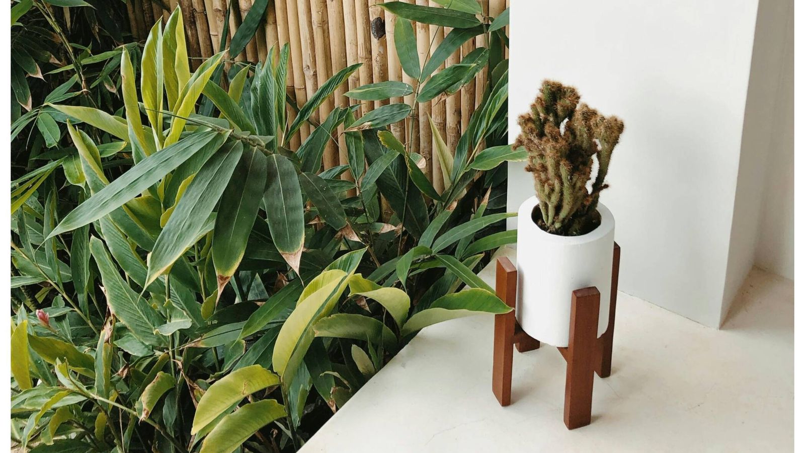 El bambú puede arruinar tu terraza si lo plantas mal: así debes ...
