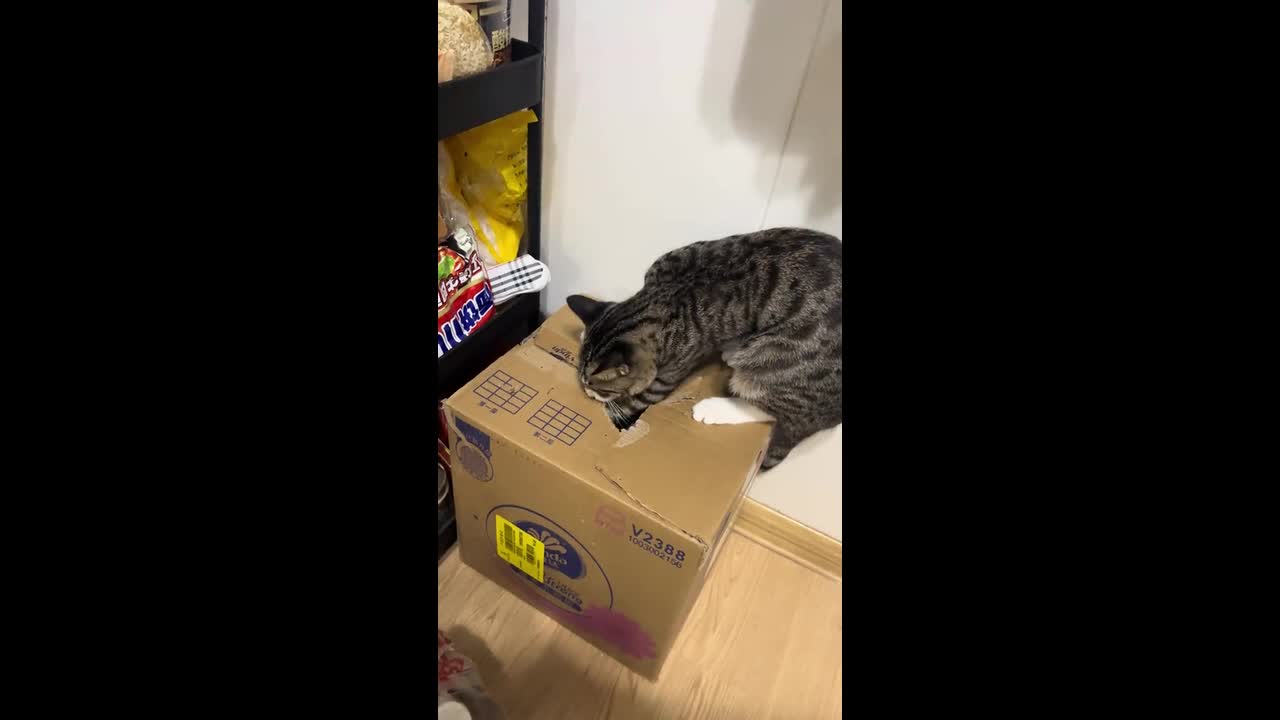 Cat eagerly tries to open box to sleep inside in Guangdong, China