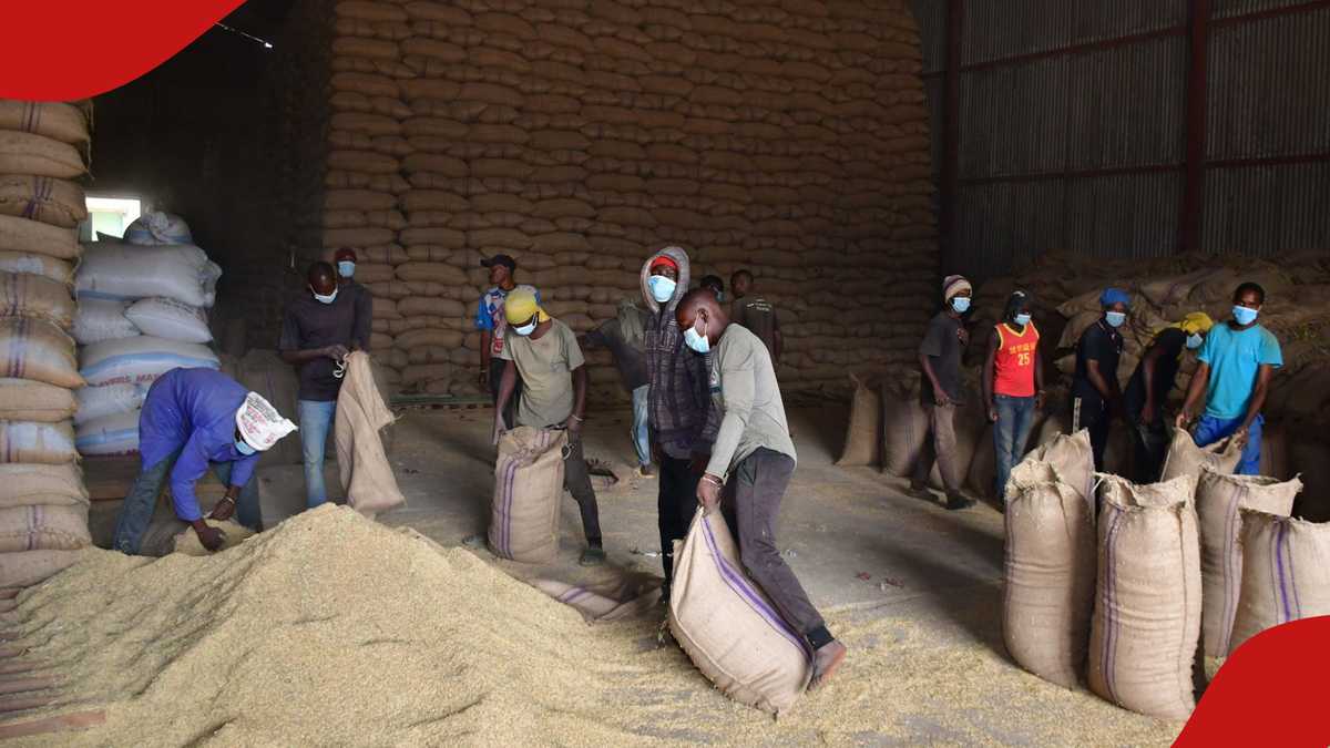 Kenyan farmers stare at losses as maize imports flood market, prices ...