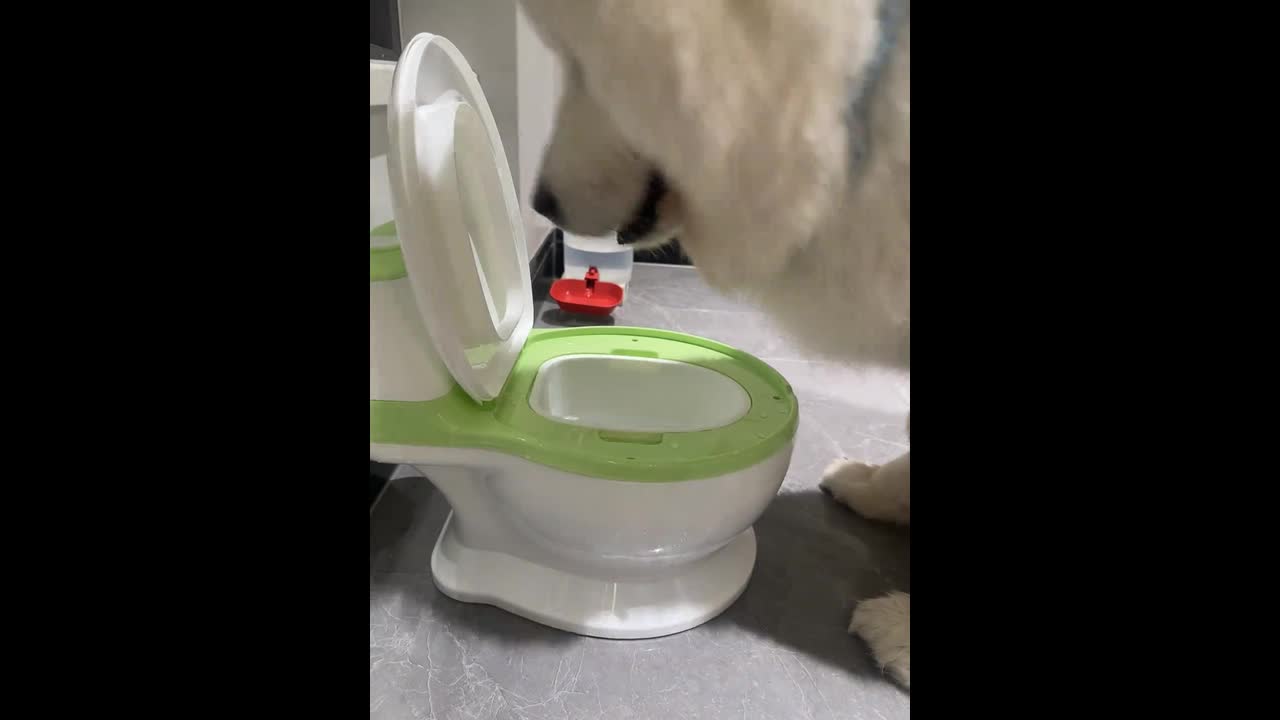 Dog drinks from toilet-shaped water fountain in Fujian, China