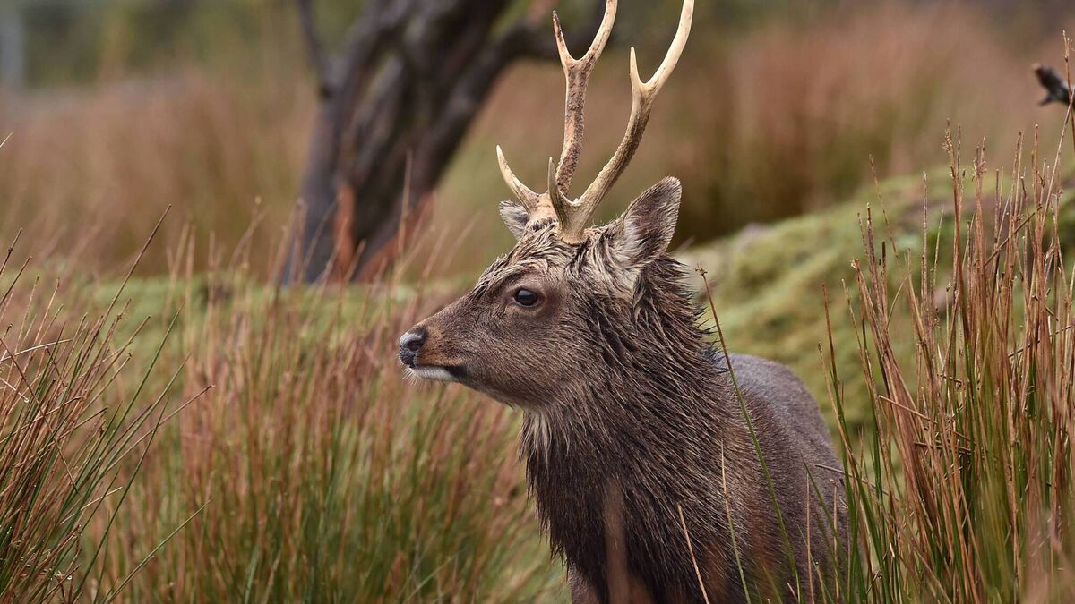 Wild Irish venison could become the next big sustainable food trend