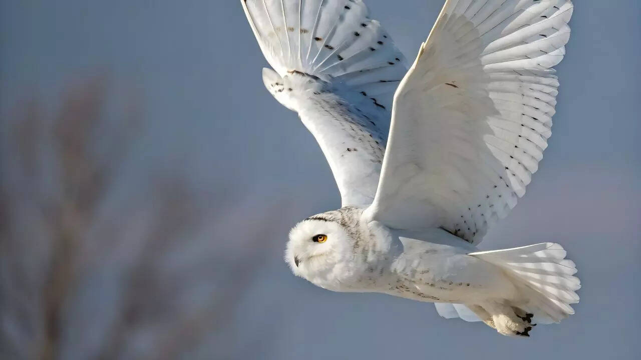 9 gorgeous white animals that reflect nature’s elegance