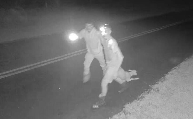 Ranchers on edge after two sheep are shot, another one stolen