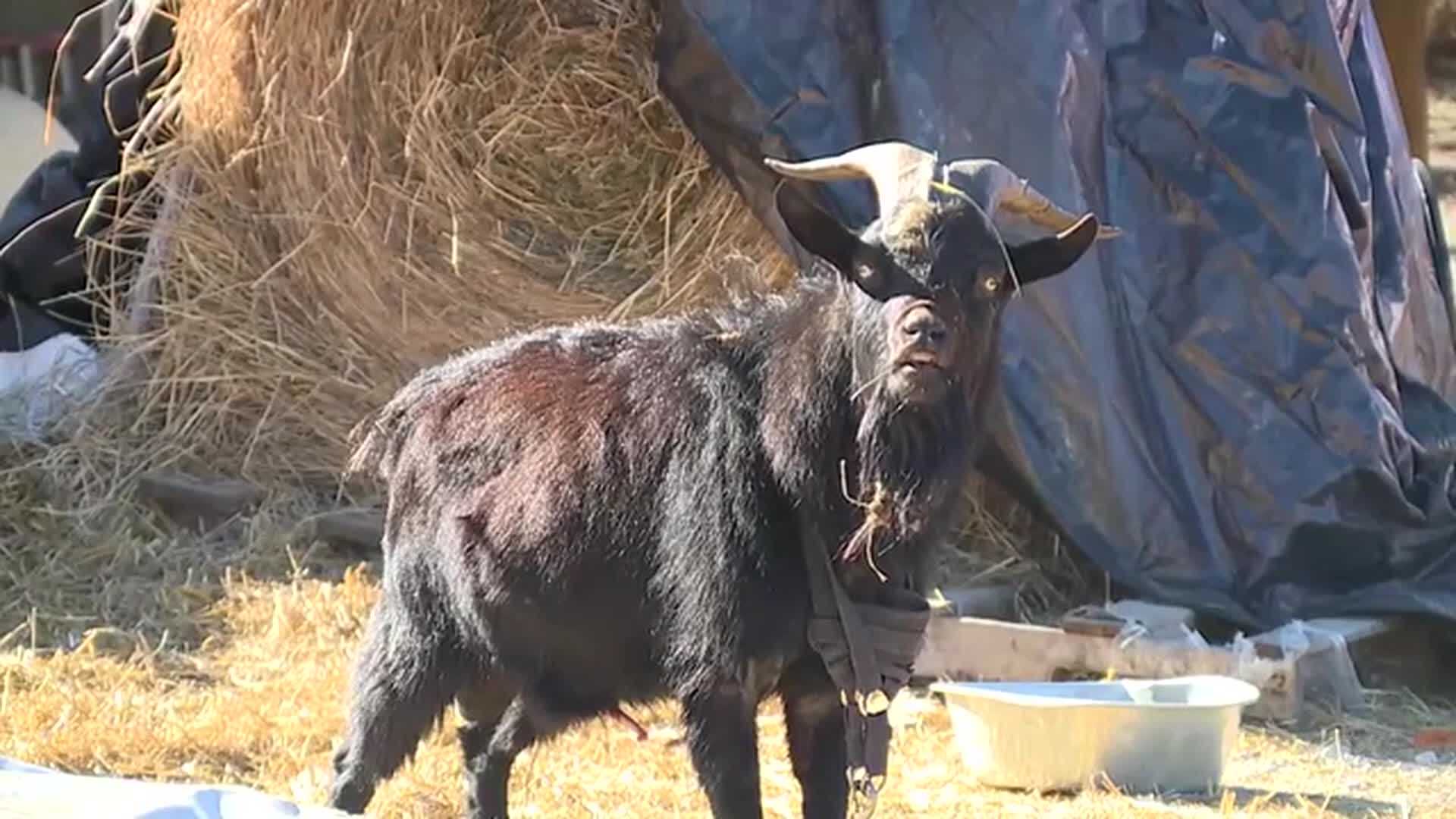 WILD VIDEO: Man jumps on car roof after surprise goat encounter in a ...