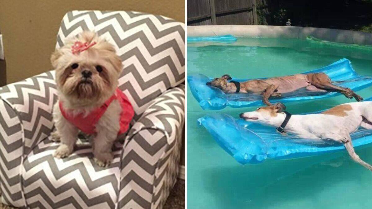 16 Spoiled dogs who are living a life of luxury